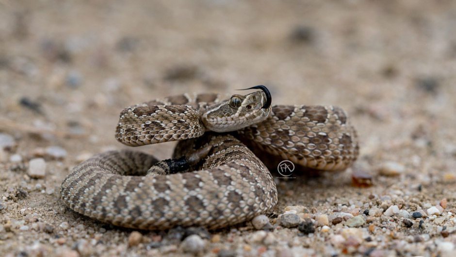 Do snakes have ears?