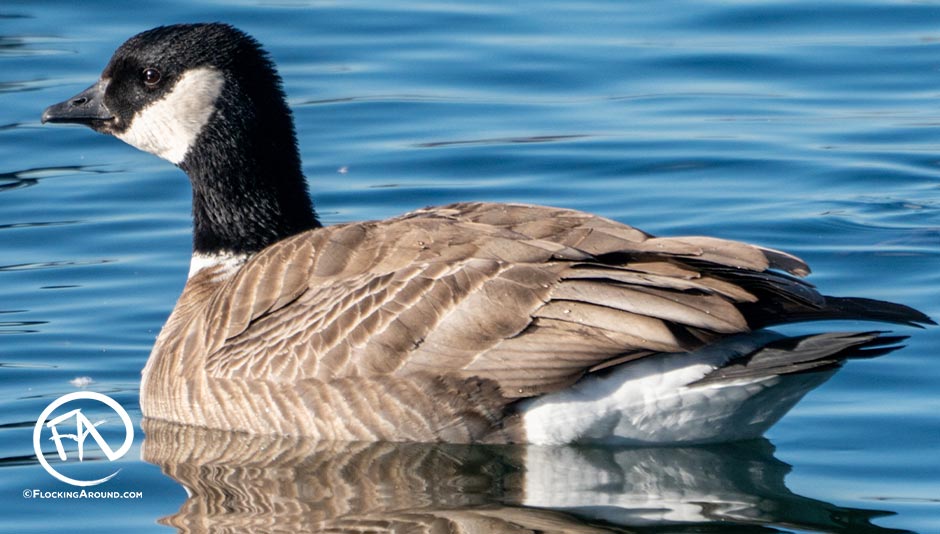 Canada Goose Vs Cackling Goose White Cheeked Goose Identification