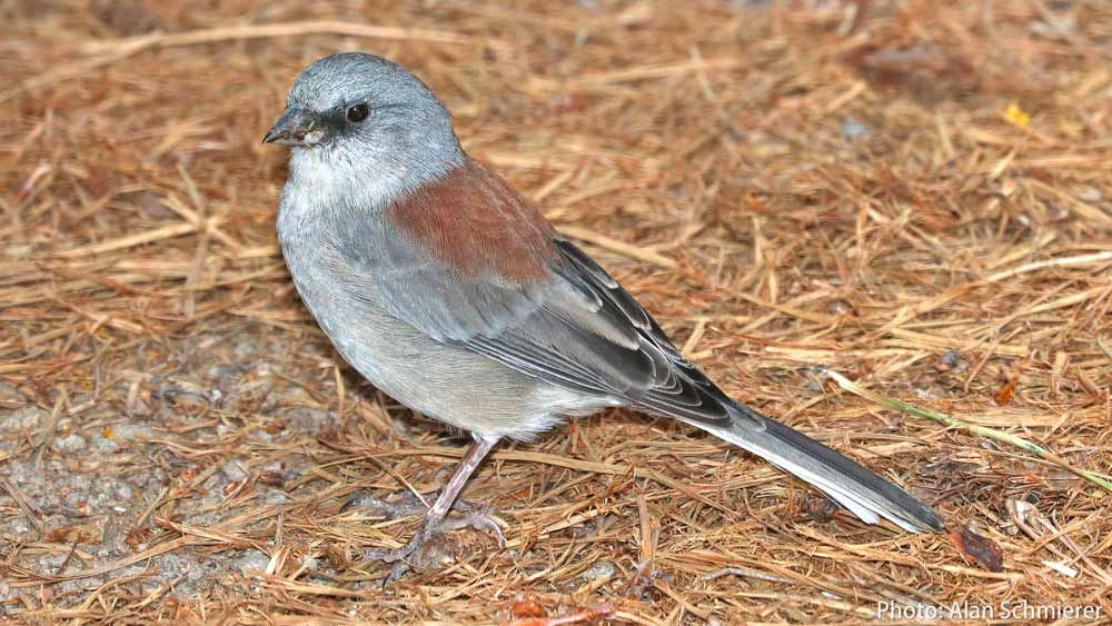 Identification of Dark-eyed Junco Subspecies