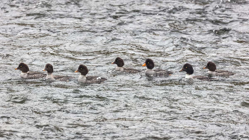 Common Goldeneye vs Barrow's Goldeneye Identification