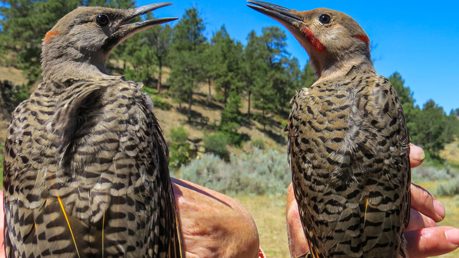Northern Flicker Intergrades