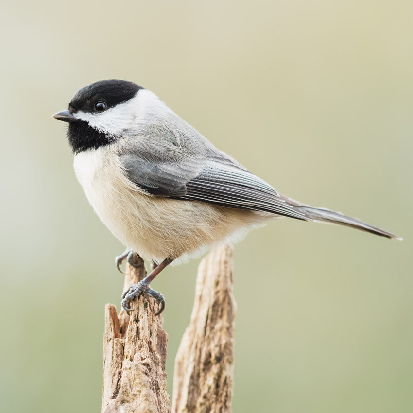 Carolina Chickadee