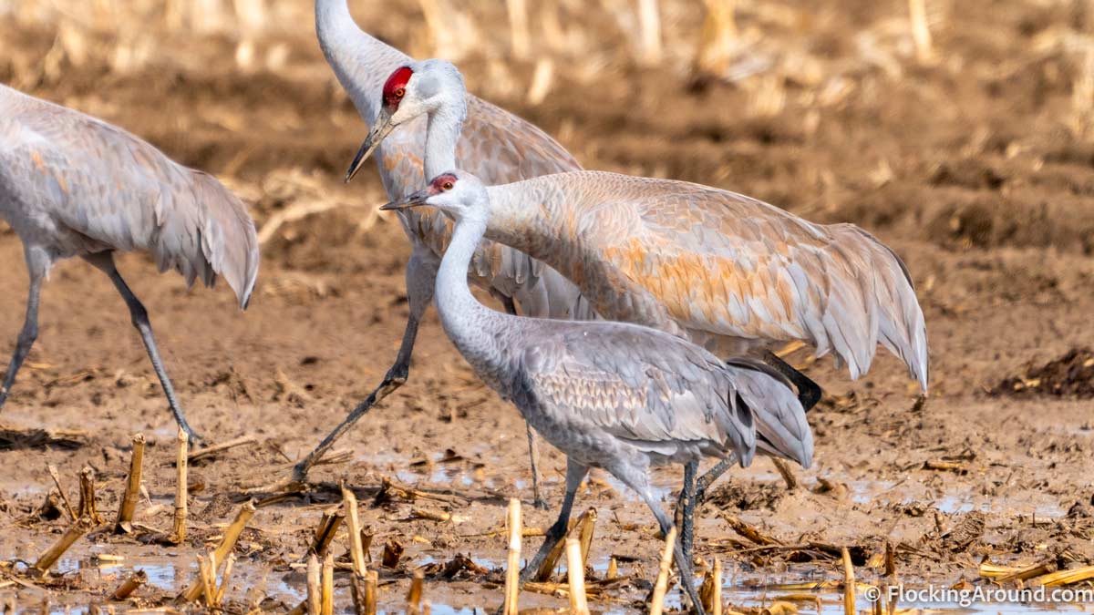 Sandhill Cranes in Wyoming