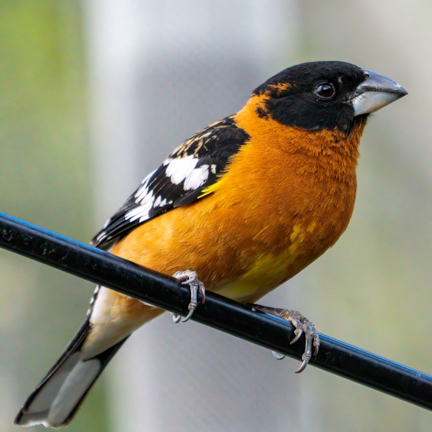 Black-headed Grosbeak