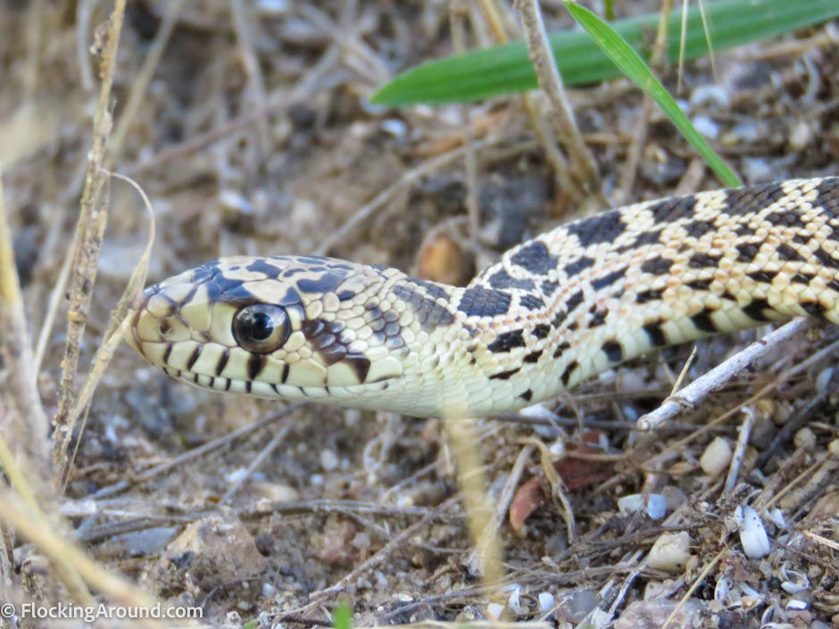 Do snakes have ears?