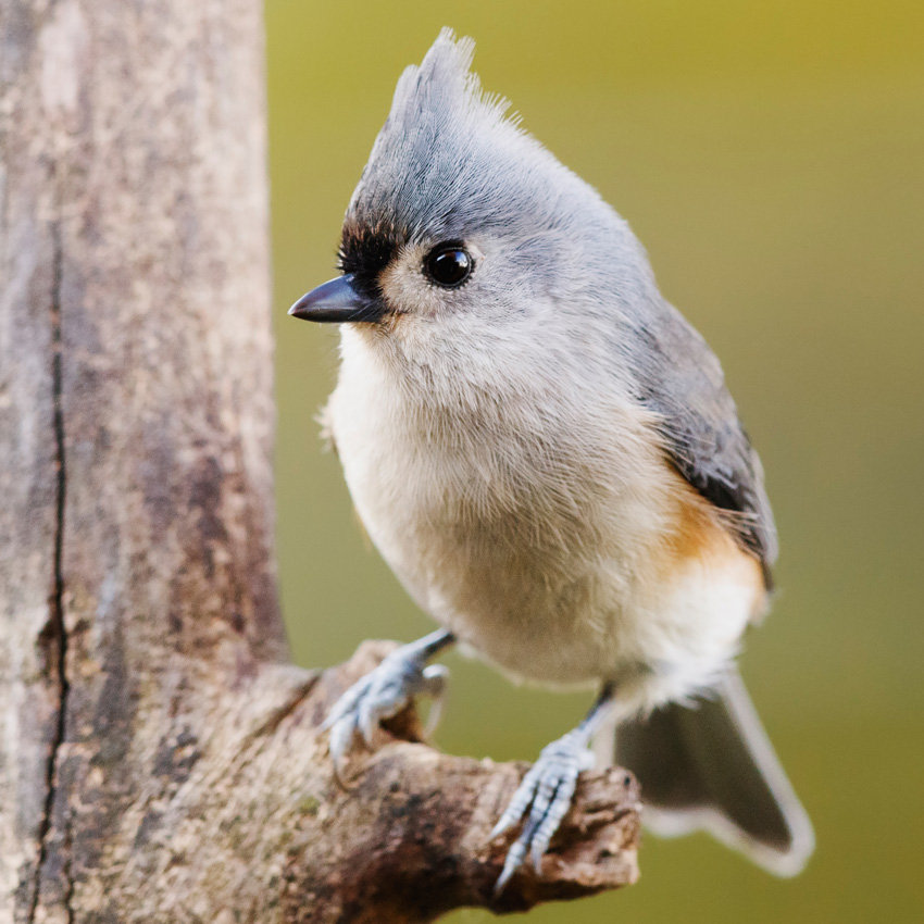 Tufted Titmouse