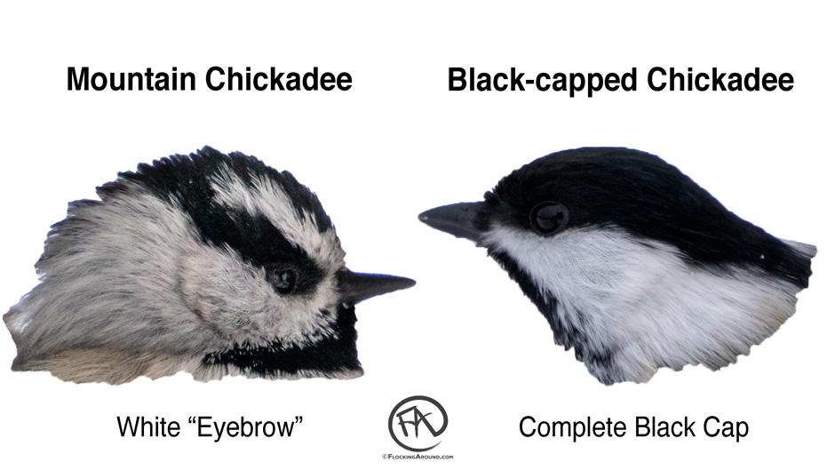 Black-capped Chickadee or Mountain Chickadee