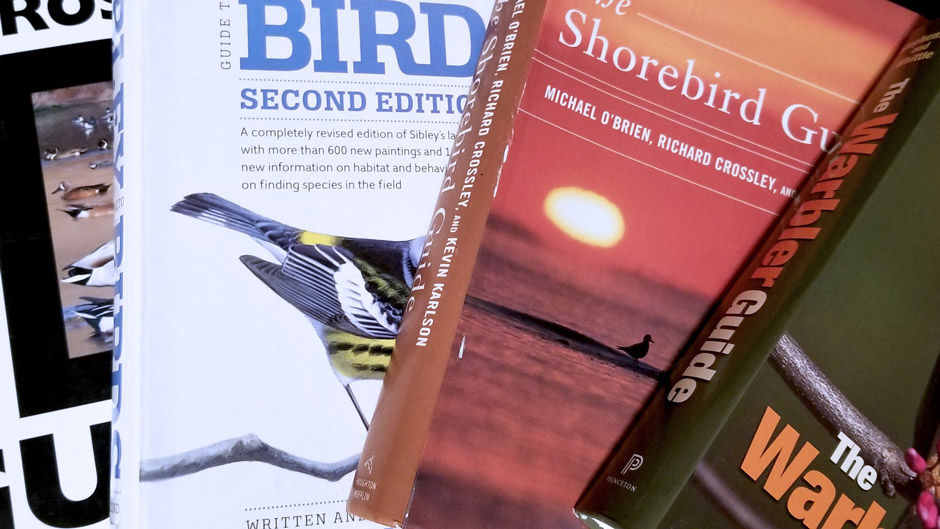 What is the best field guide for birdwatching?