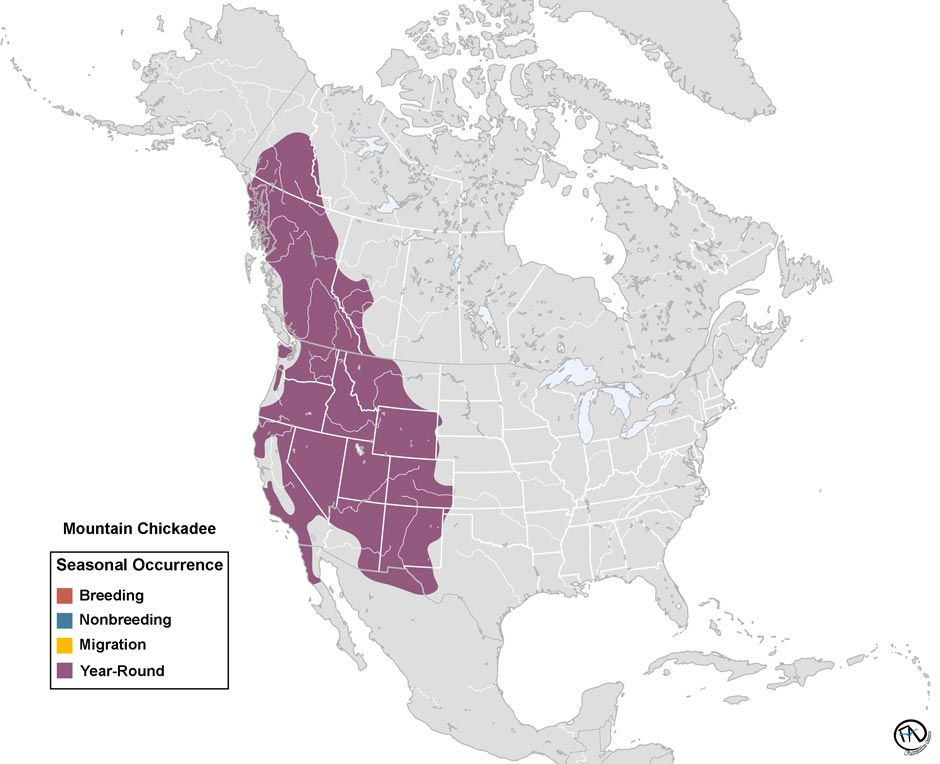 Black-capped Chickadee or Mountain Chickadee