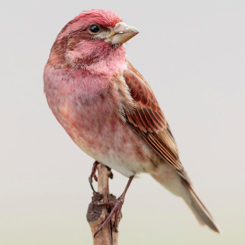 Purple Finch