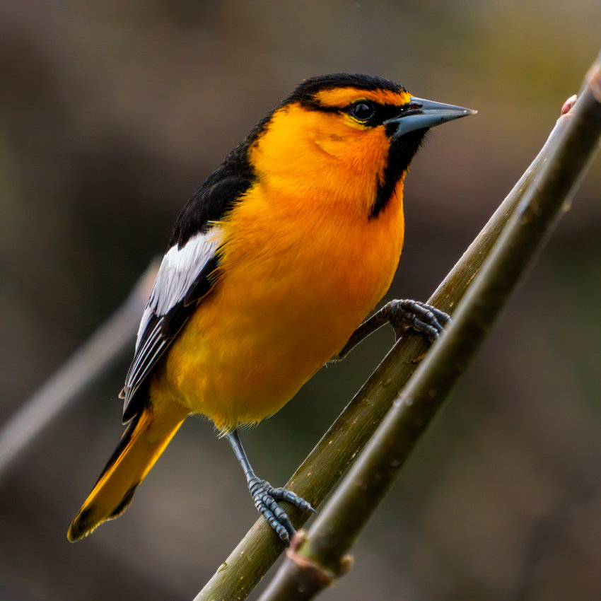 Bullock’s Oriole