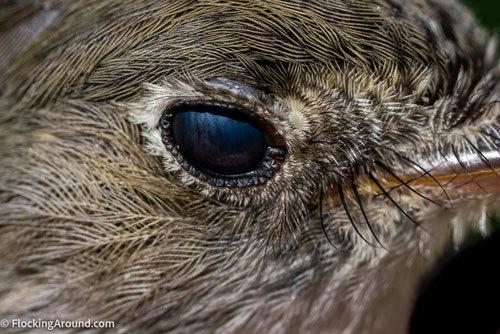 What is the nictitating membrane? - Learn how birds blink!