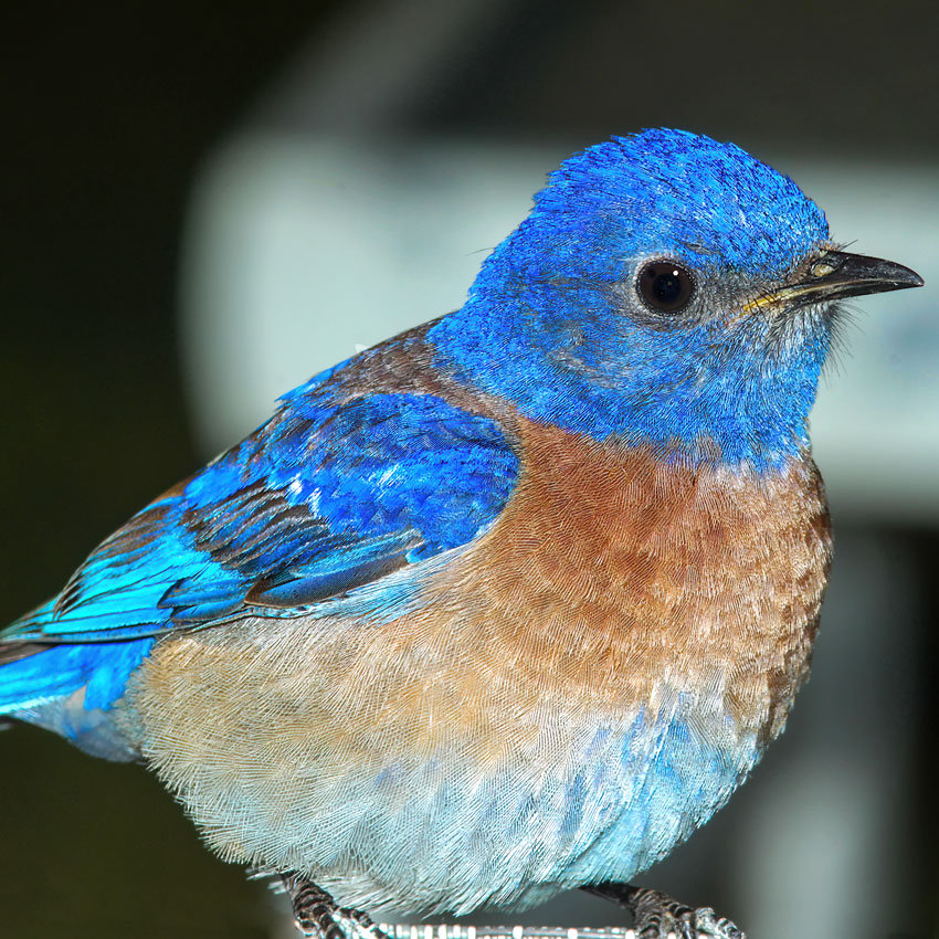 Western Bluebird