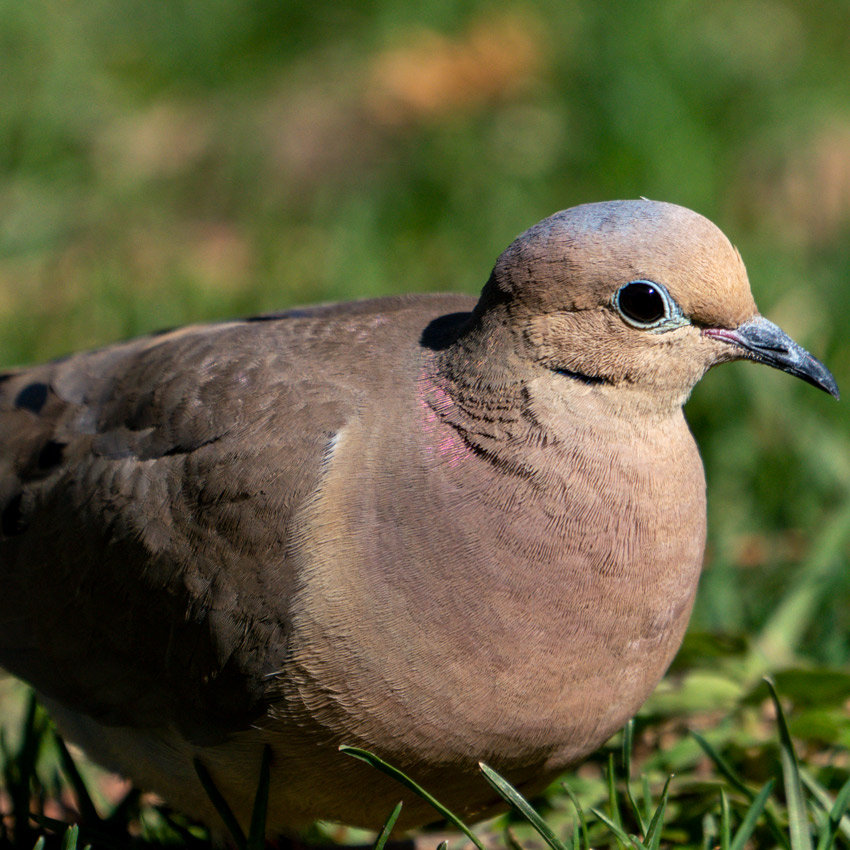 Mourning Dove