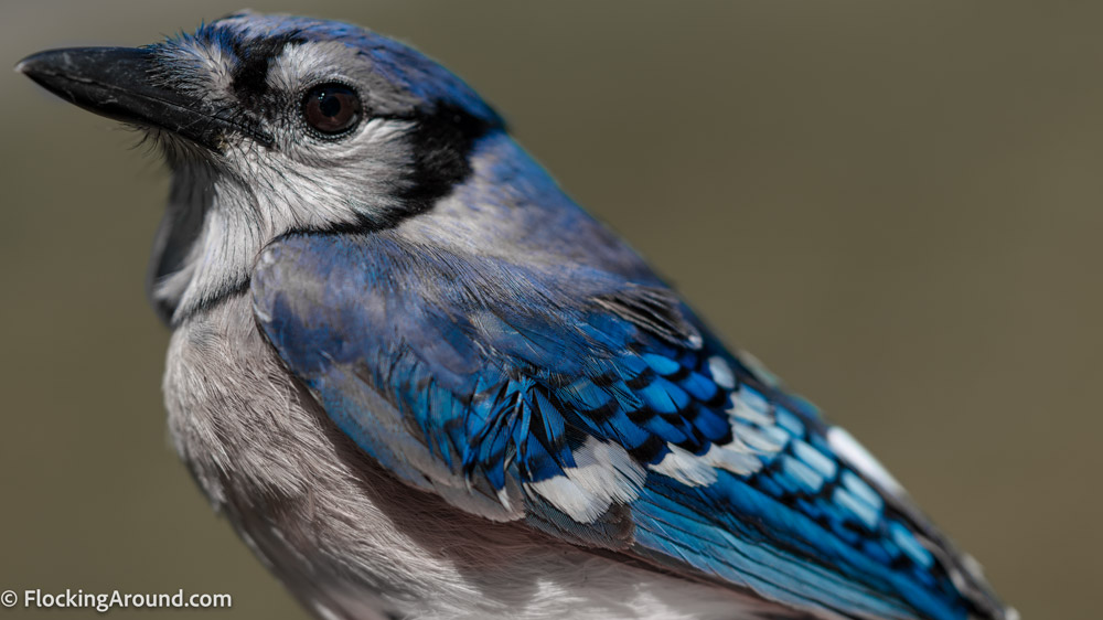 Blue Jay Range Expansion