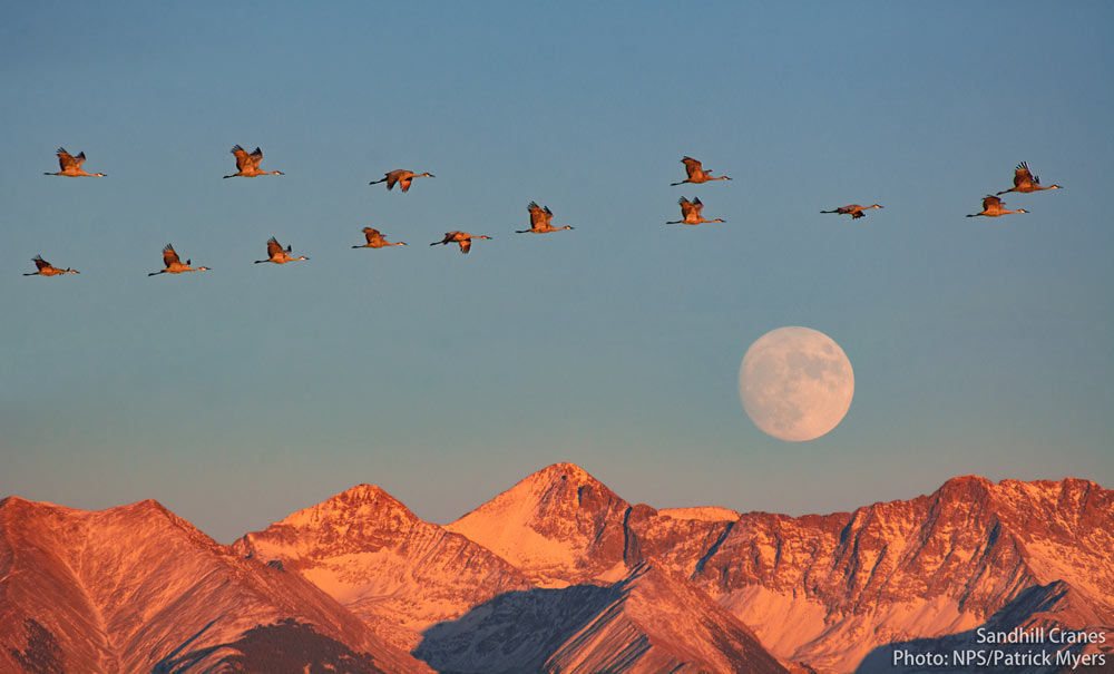 What is bird migration? - Why do some birds migrate at night?