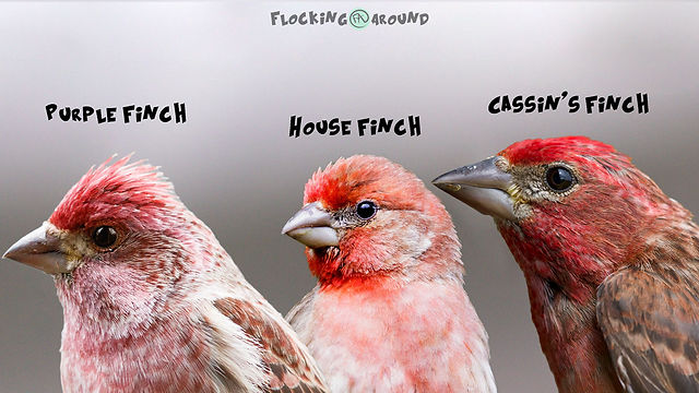 female purple finch house finch