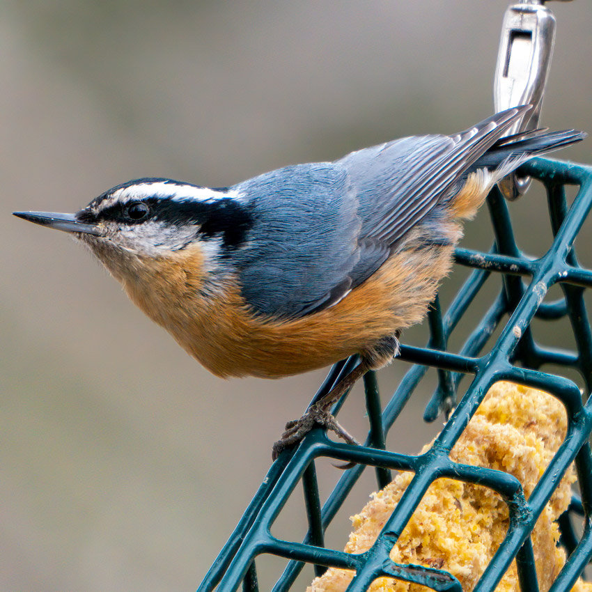 Red-breasted Nuthatch