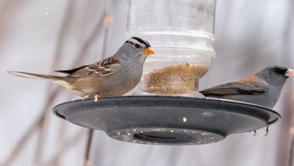 Brush piles for birds | Create a Junco Gym™