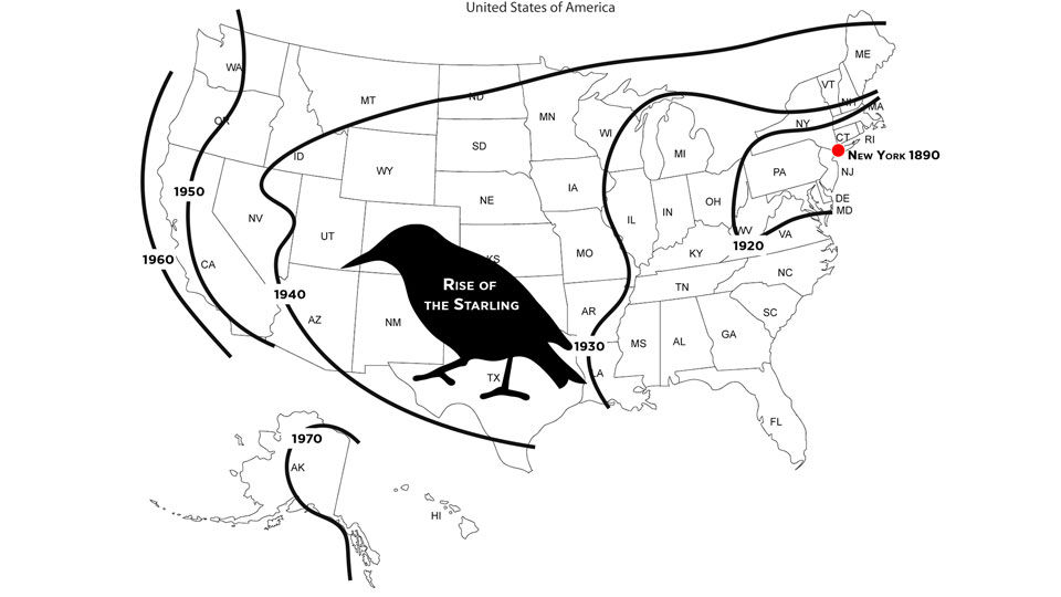 Start Loving European Starlings