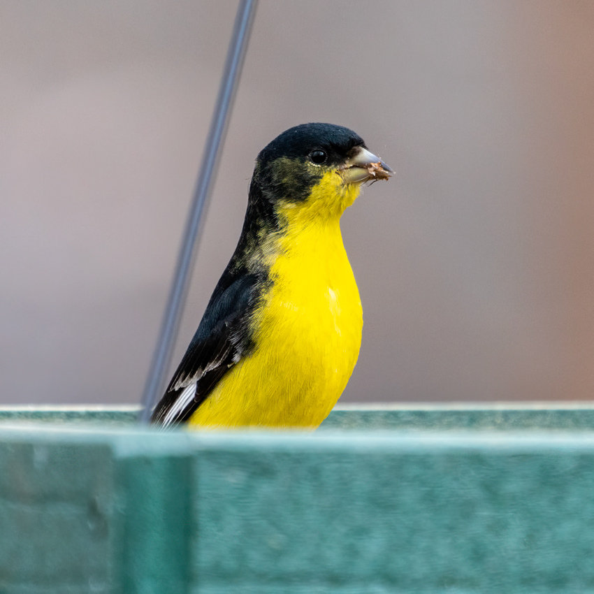 Lesser Goldfinch