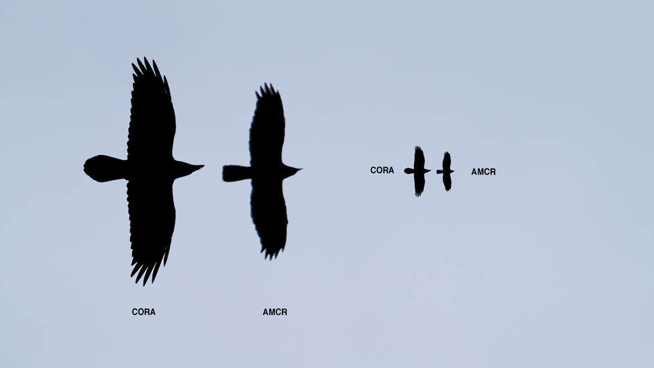 American Crow vs Common Raven Identification