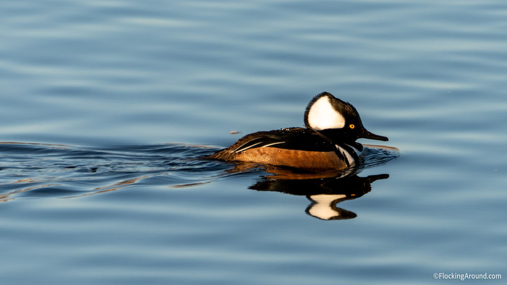 Top 5 Ducks - The best ducks of North America