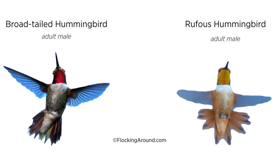 Rufous Hummingbird vs Broad-tailed Hummingbird