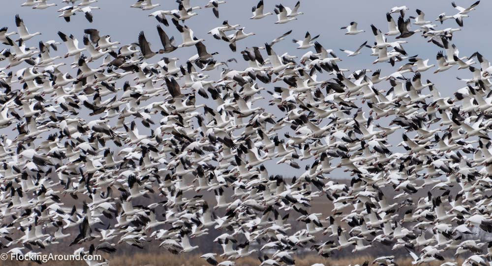 How many birds are in the world? - How many bird species are there?