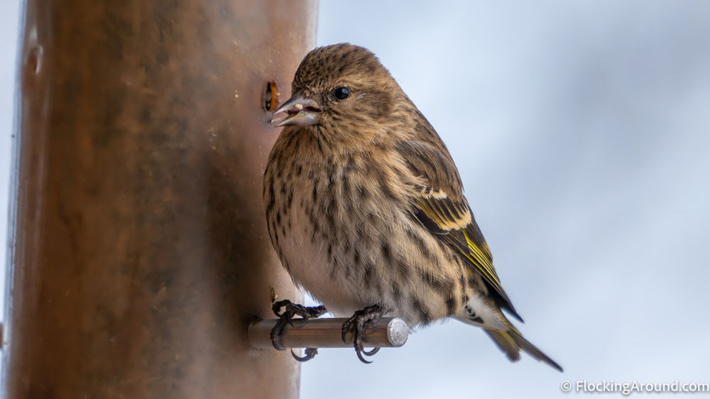 What is Nyjer seed (or thistle seed)?
