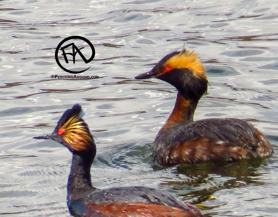 Eared Grebe or Horned Grebe