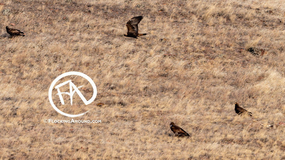 Bald Eagle or Golden Eagle - A Guide to Eagle Identification