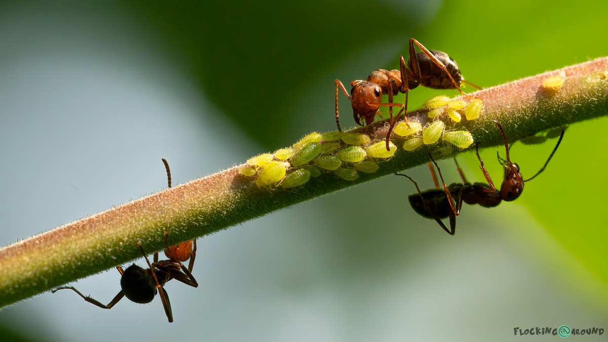 The Wonderful World of Ants