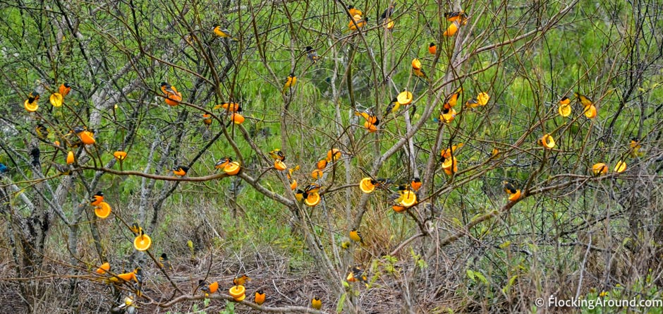 What is a migratory bird fallout?