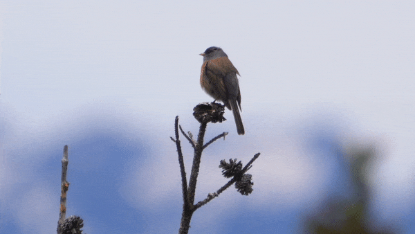 Do male birds sing all summer? | Learn about birdsong