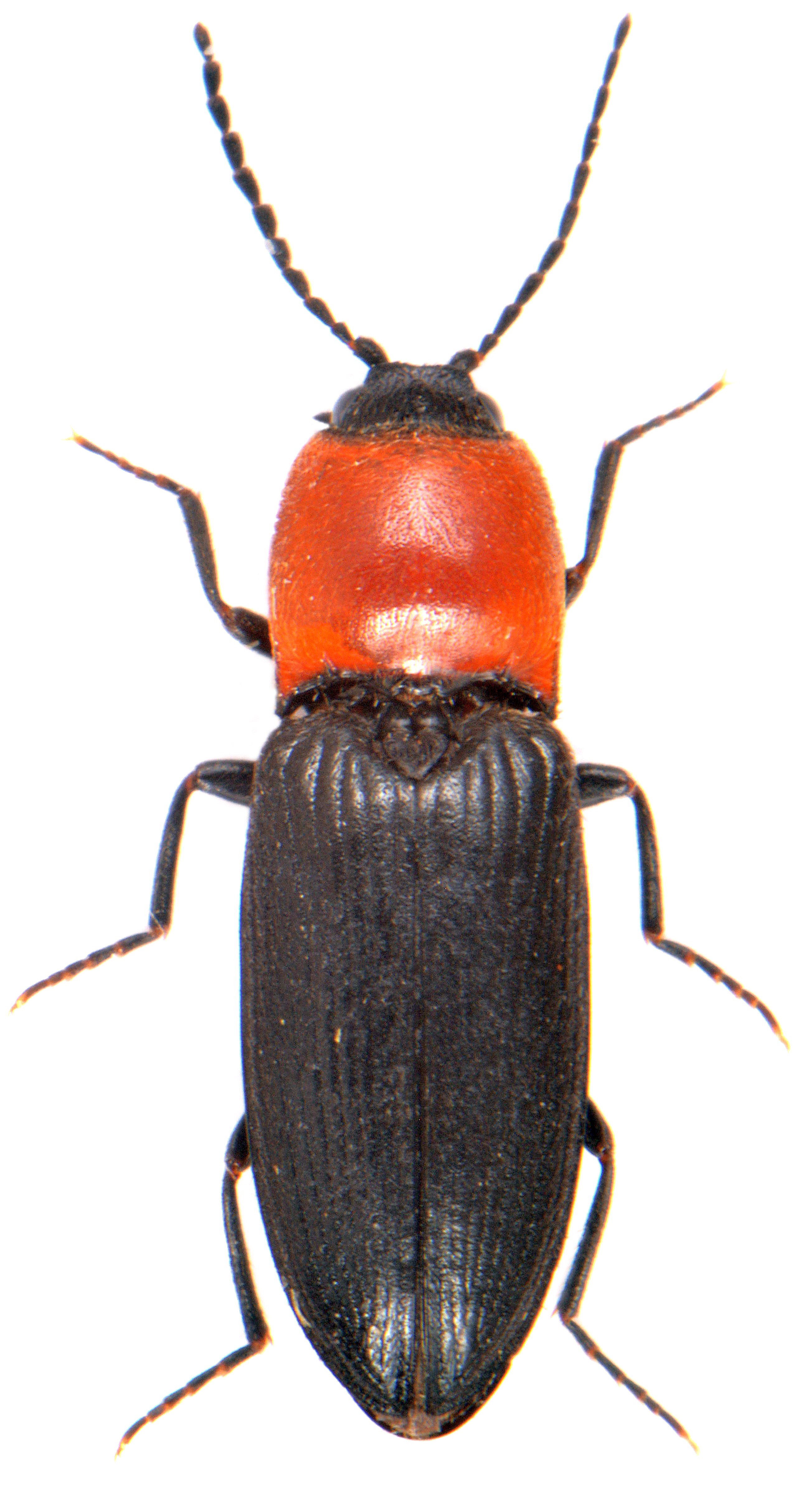 Elateridae Species