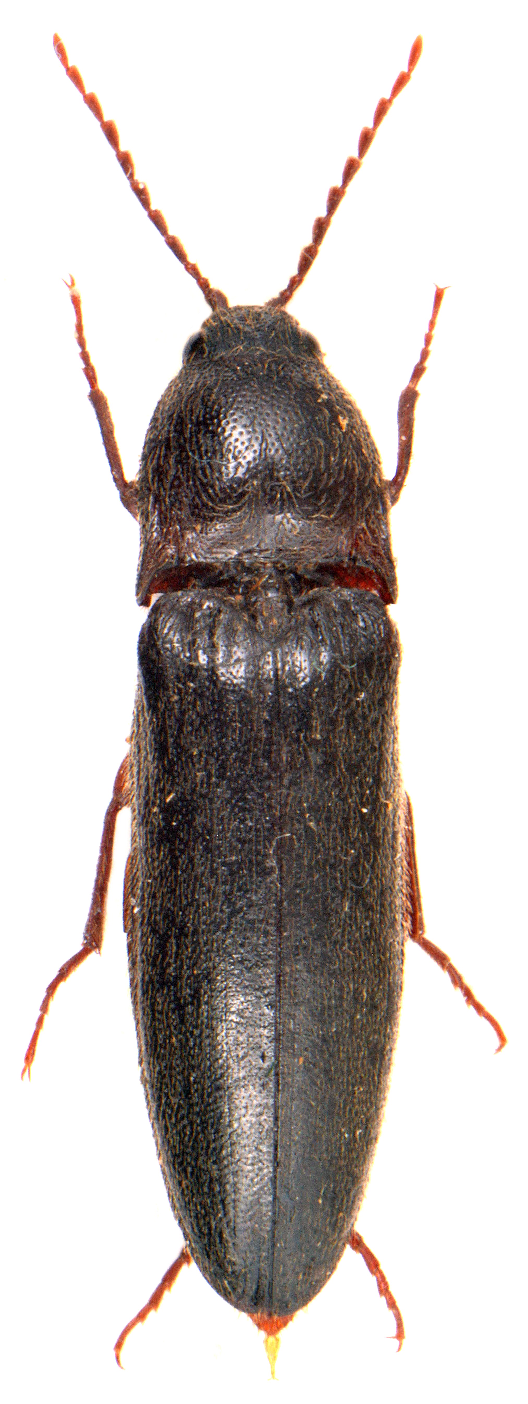 Elateridae Leach
