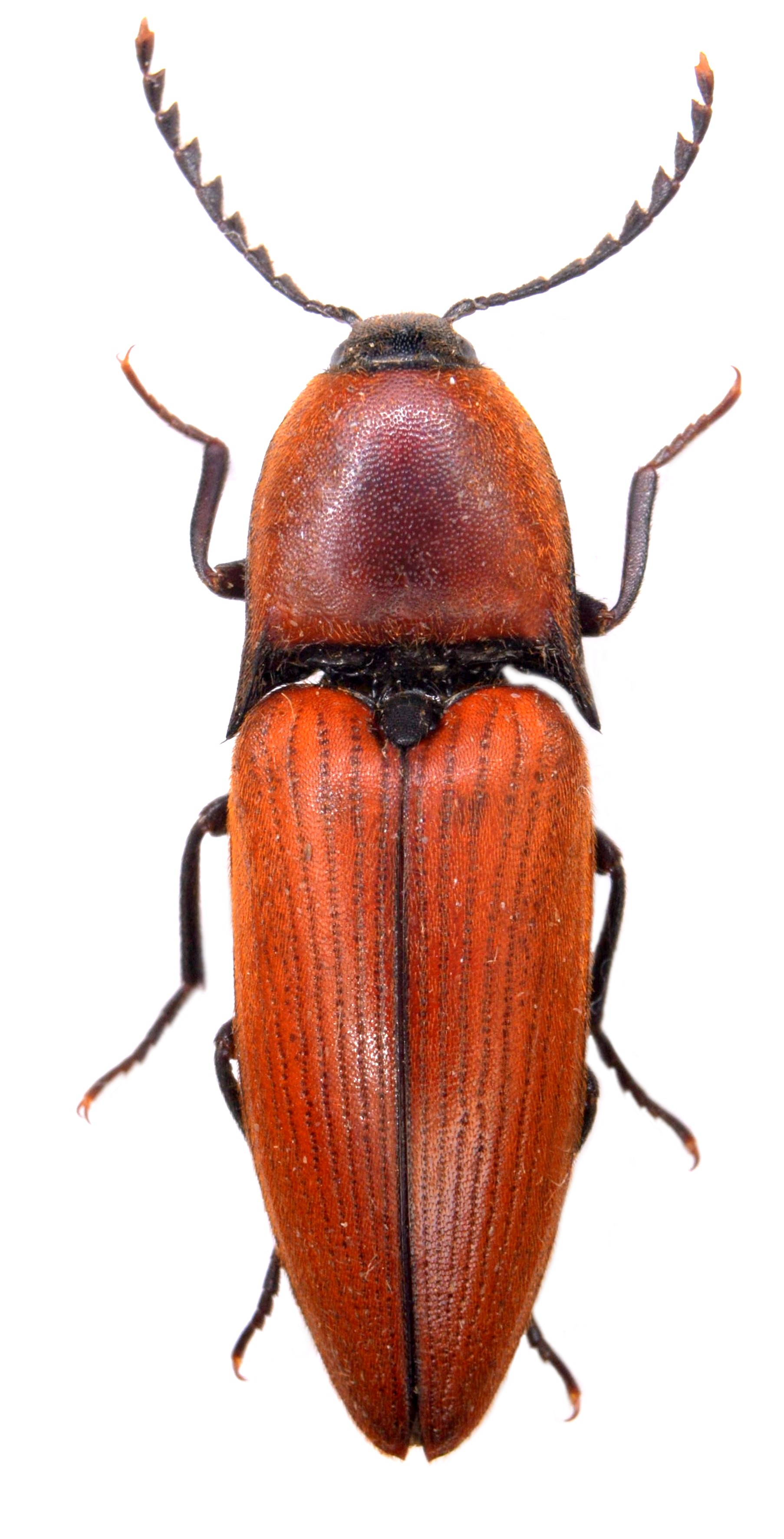 Elateridae Species