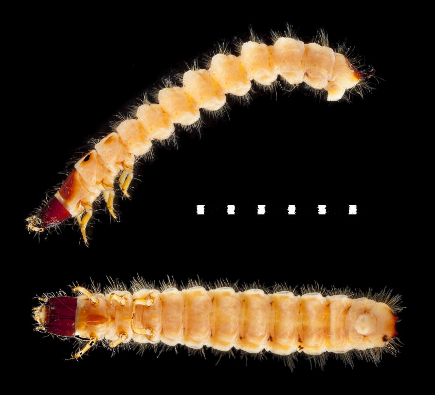 Cleridae Larvae