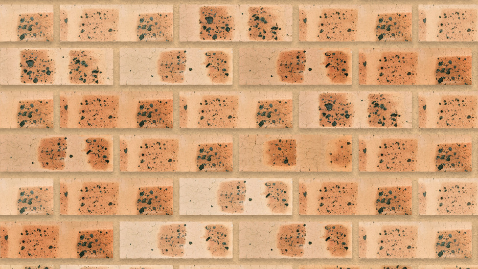 Corobrik Fynbos Geel Satin FBS Clay Face Brick