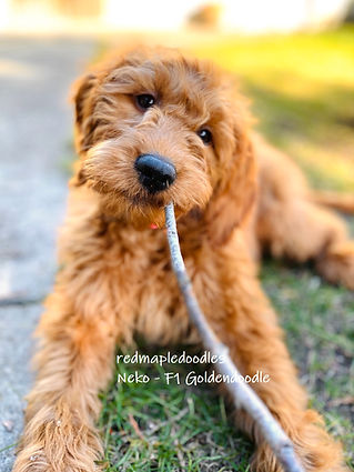 Goldendoodle & Cavapoo | Red Maple Doodles | British Columbia