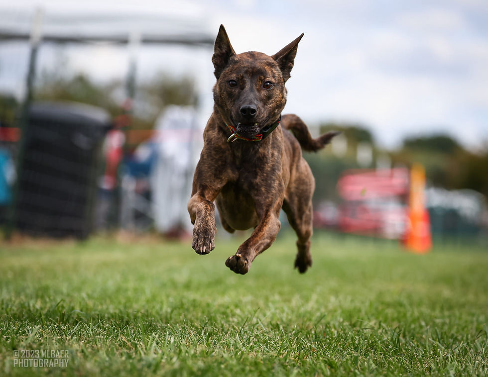Phu Quoc Ridgeback: A Complete Guide to the Rare Vietnamese Ridgeback Breed