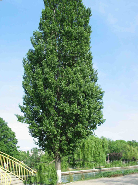 Populus simonii fastigiata - Simons Poplar | gsnursery