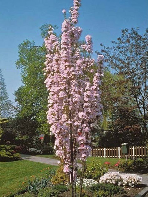 Prunus serrulata ' Amanogawa' | gsnursery