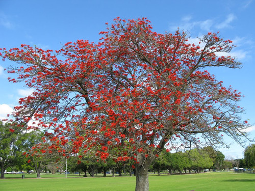 Erythrina sykesii - Coral Tree | gsnursery