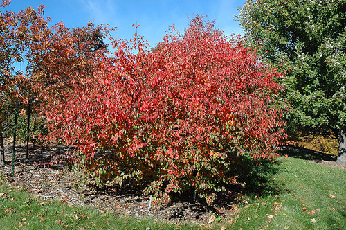 Pyrus fauriei 'Korean Sun' | gsnursery