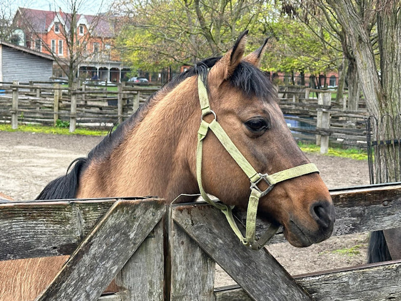 Discovering Riverdale Farm: A Tranquil Retreat in the Heart of Toronto