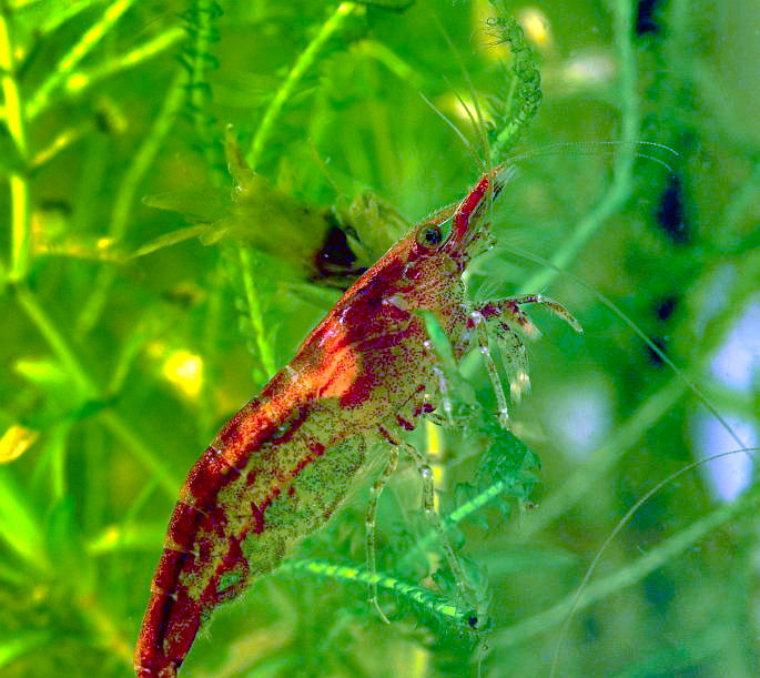Aquatic Cleanup Crew: Fish that Keep Your Aquarium Sparkling Clean