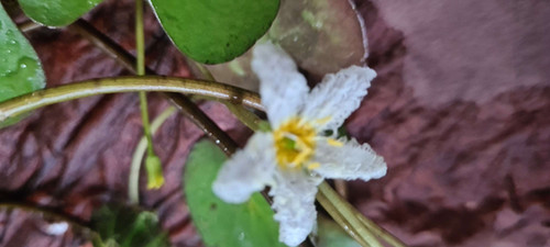 Australian Native Water Fringe Lilie | Tamborine Water Lilies