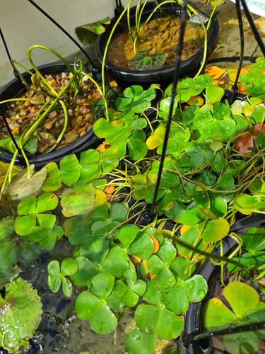 Nardoo – Australian Native Aquatic Plant | TamborineWaterLilies